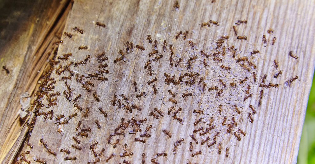 How to get rid of carpenter ants | Secret Pest Control