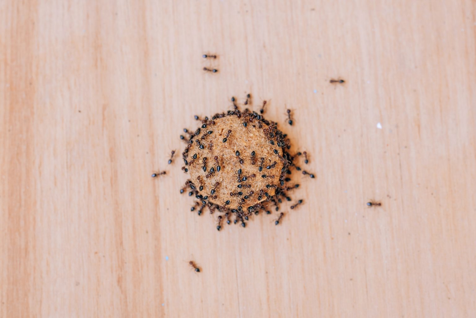 Signs Of Pavement Ant Infestation: Secret Agent Pest Control