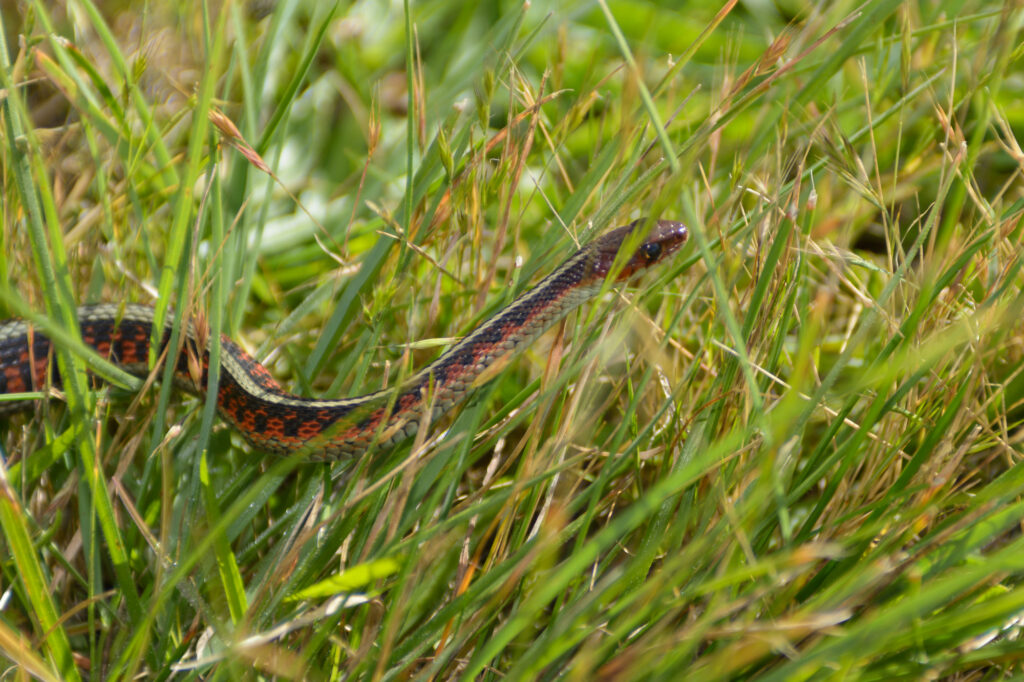 Snake Control Toronto: York Durham Halton Peel Regions