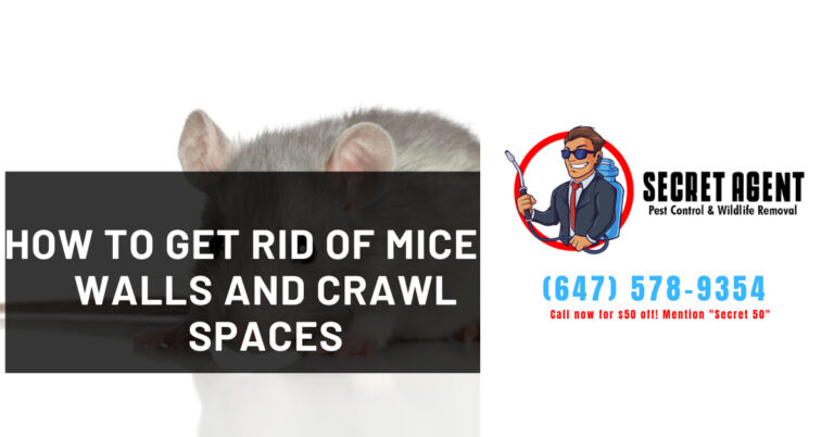 Get Rid Of Mice In Walls & Crawl Space | Secret Pest Control