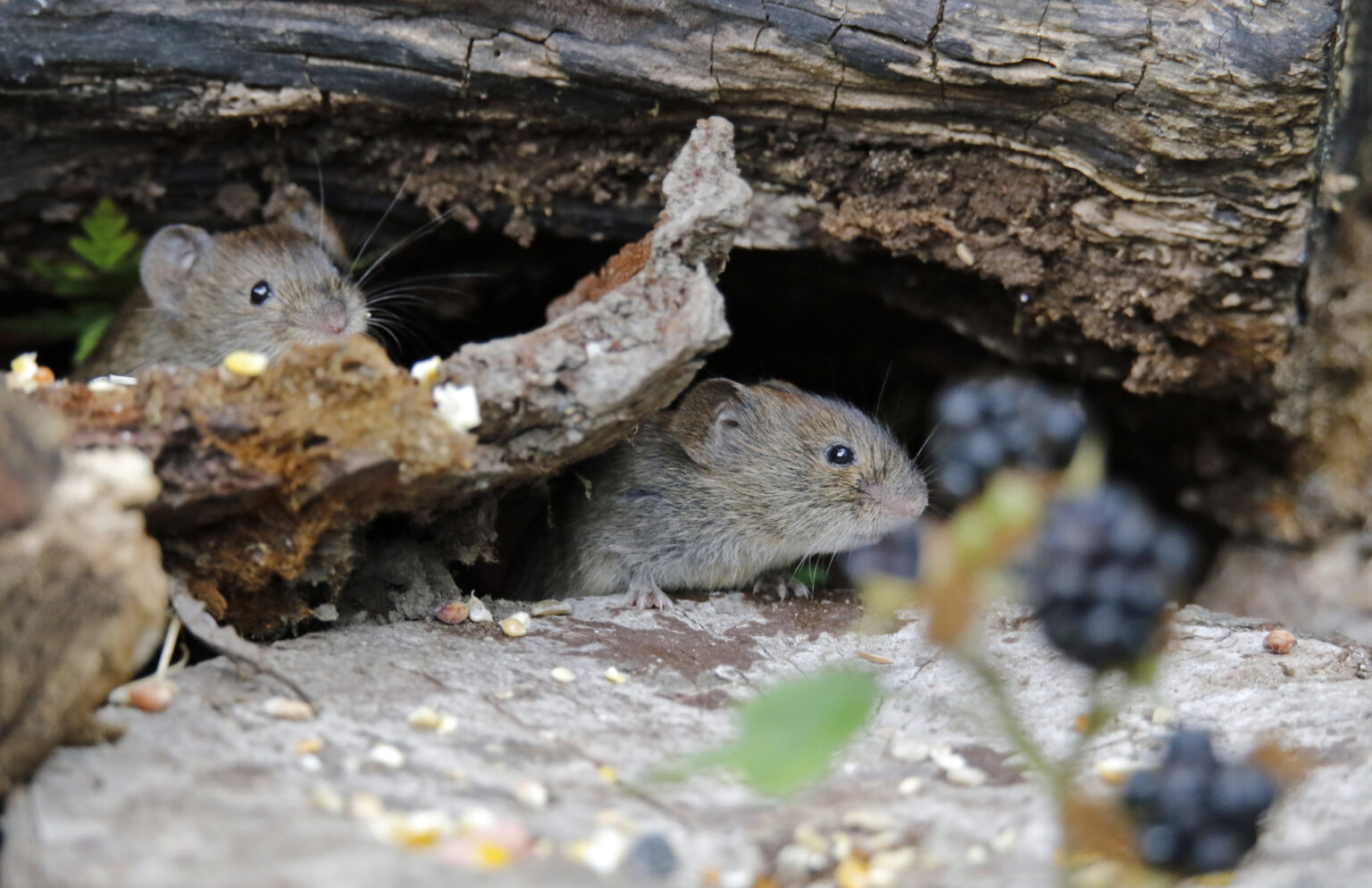 Vole Control Toronto: York Durham Halton Peel Regions