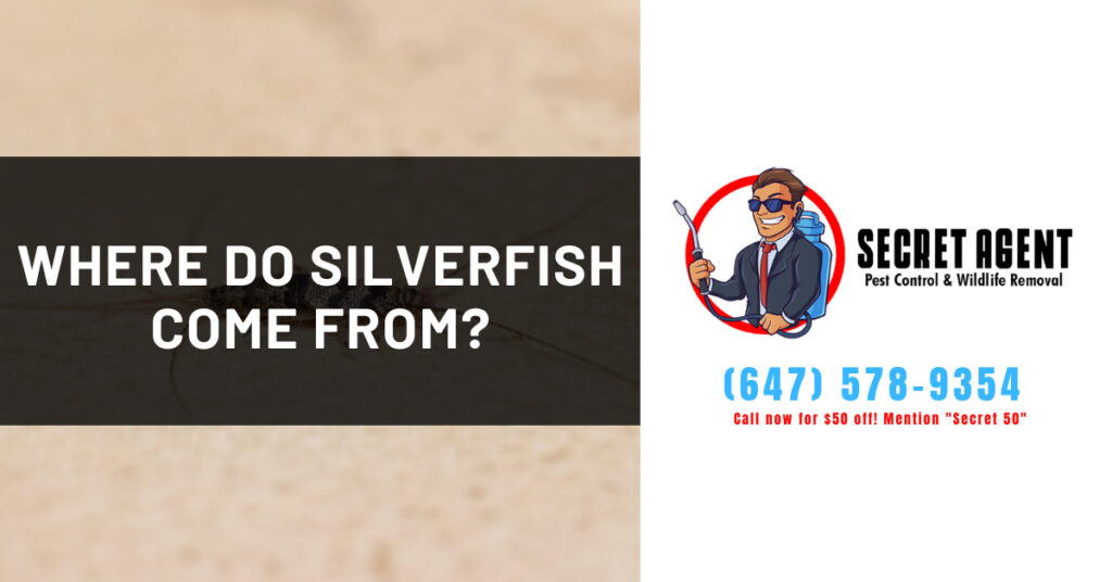 Where do silverfish come from? | Secret Agent Pest Control