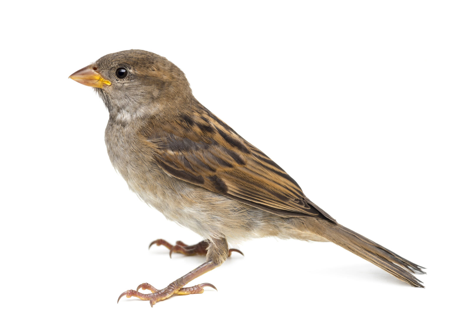 What does a sparrow look like? - Secret Agent Pest Control