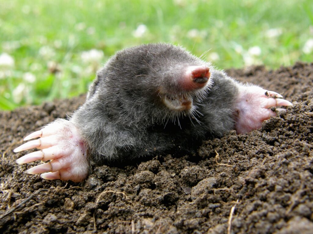 Mole Control Toronto: York Durham Halton Peel Regions