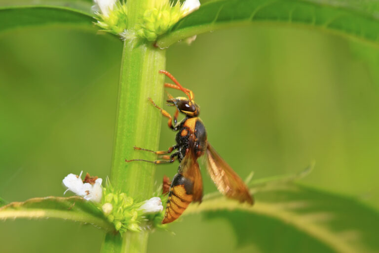 Hornet Removal Toronto: York Durham Halton Peel Regions
