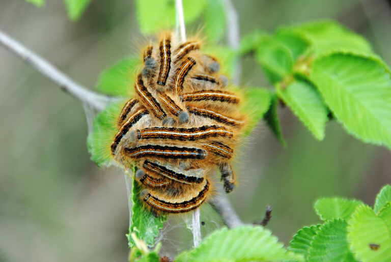 Gypsy Moth What You Need To Know | Secret Agent Pest Control