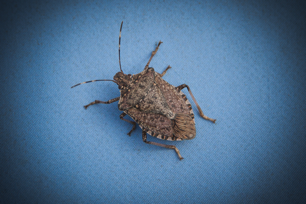 Stink Bug Control Toronto Area: York Durham Halton Peel Regions