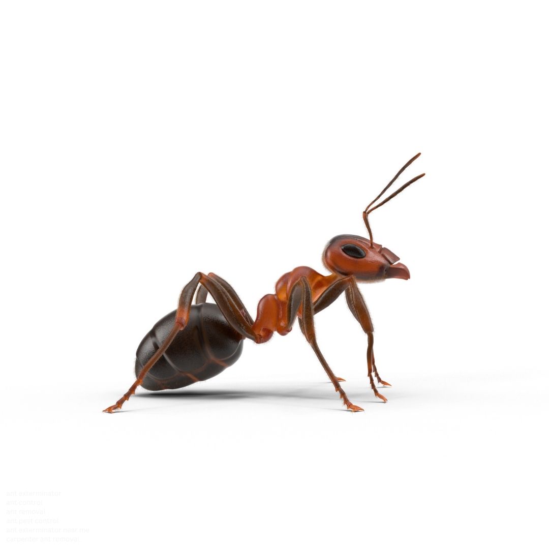 Ant Exterminator & Ant Control | Secret Pest Control $50 OFF
