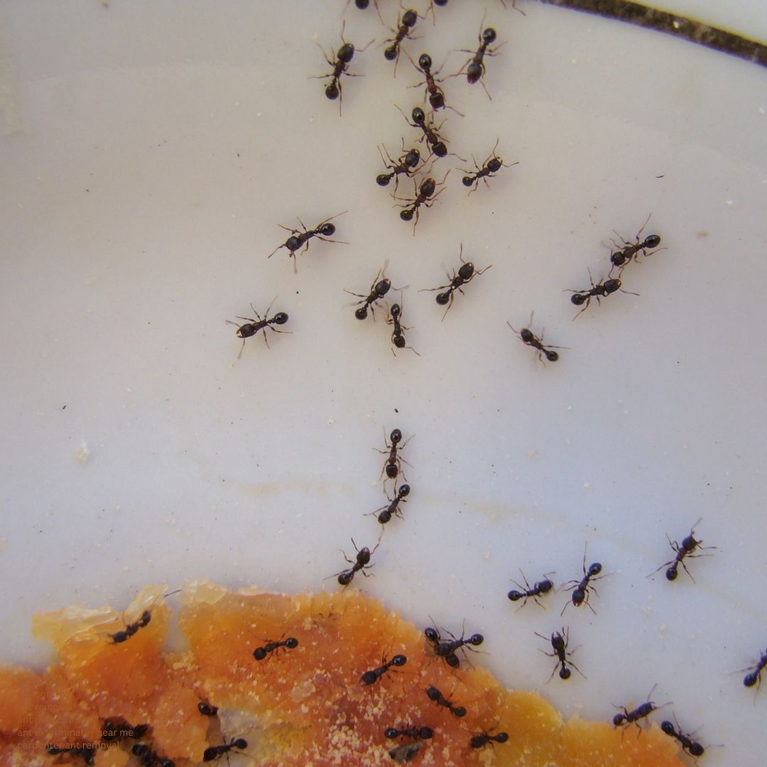 Ant Exterminator & Ant Control | Secret Pest Control $50 OFF