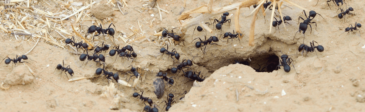 Get Rid of Ants in Your Lawn | Secret Agent Pest Control