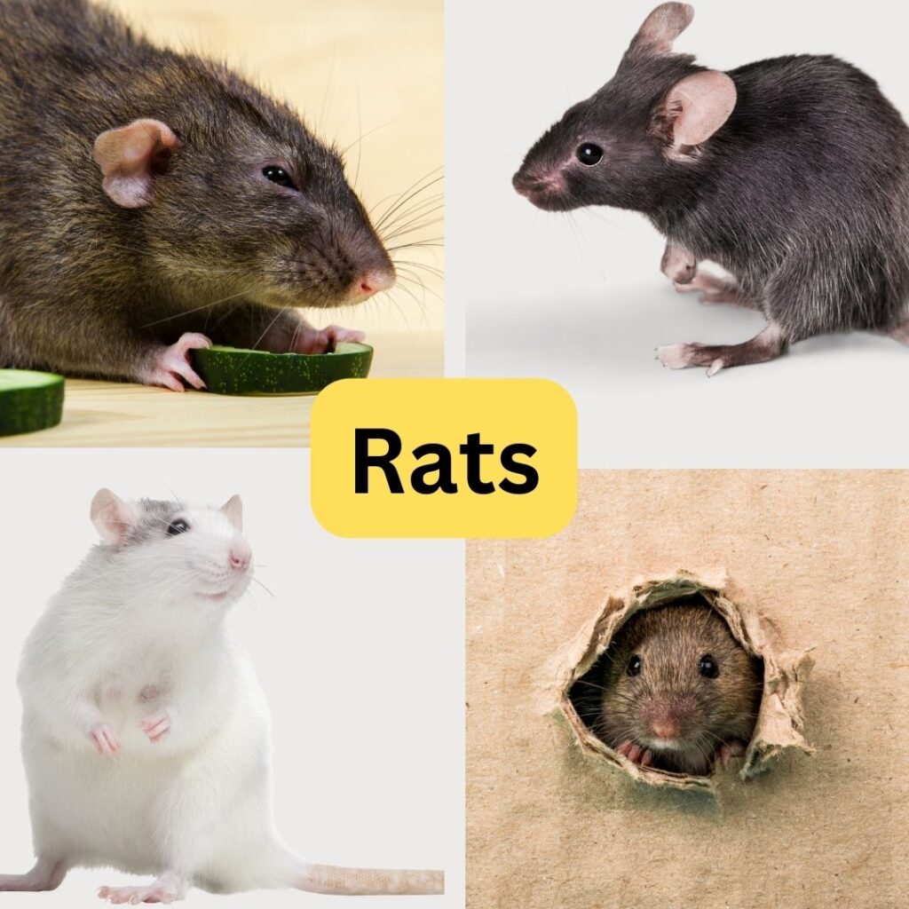 Rat Control | Secret Agent Pest Control & Wildlife Removal