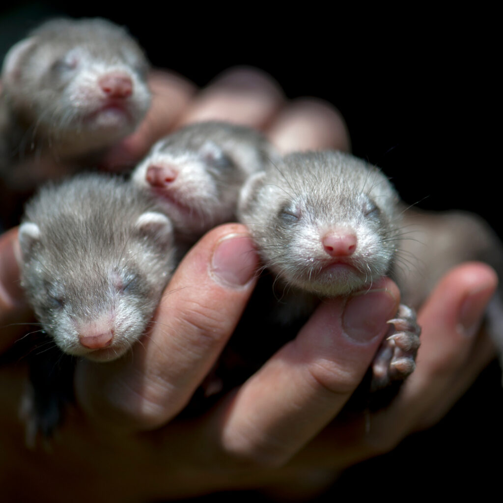 Skunk Removal Toronto: York Durham Halton Peel Regions