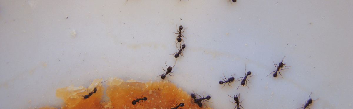 Dead Ants in Your Home? Learn More Secret Agent Pest Control