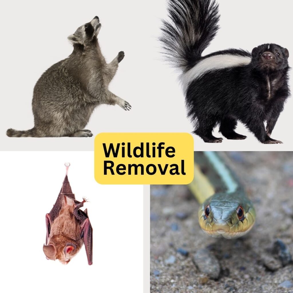 Wildlife Removal Services | Secret Agent Pest Control