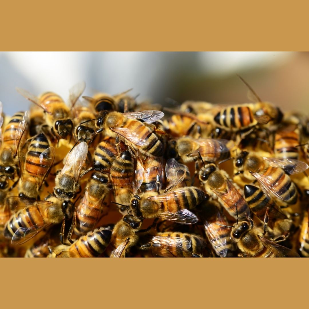 Bee Hive Removal & Bee Control | Secret Agent Pest Control